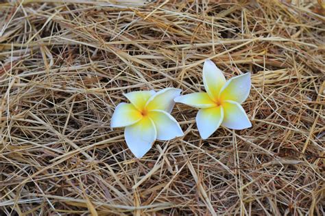 무료 이미지 자연 잎 마실 것 음주 식물학 노랑 플로라 야생화 꽃들 닫다 아침에 미술 행복 휴가 선명한 예쁜 견해 녹차 매크로 사진 꽃