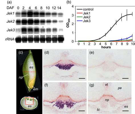 Temporal And Spatial Expression Patterns Of Jek Genes And The Cytotoxic