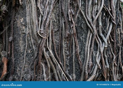 Root Tree In Forest Complexity Stock Photo Image Of Drawing Design 141440676