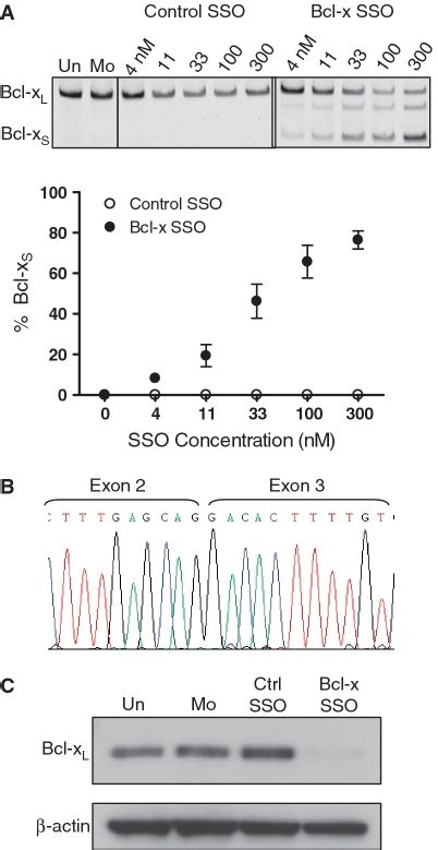Sso Induced Bcl X Splice Switching In B16f10 Murine Melanoma Cells A Download Scientific