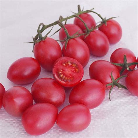 Raspberry Drop Mpr F1 Untreated Tomato Seeds Osborne Farm Seed