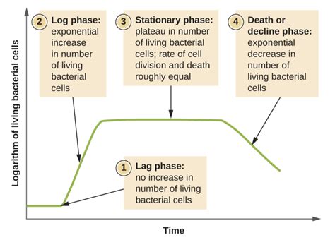 [solved] Write Out The Steps Of The Bacterial Growth Curve In The