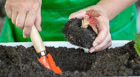 როგორ გავზარდოთ და მოვუაროთ ბეგონიას