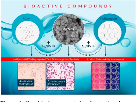 Figure 1 From Synergistic Effect Of Biosynthesized Silver Nanoparticles