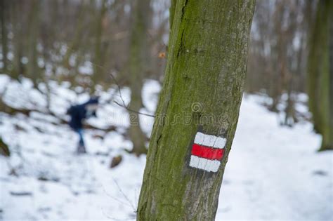A Mark On A Tree Marking The Forest Path And Its Difficulty Stock Image
