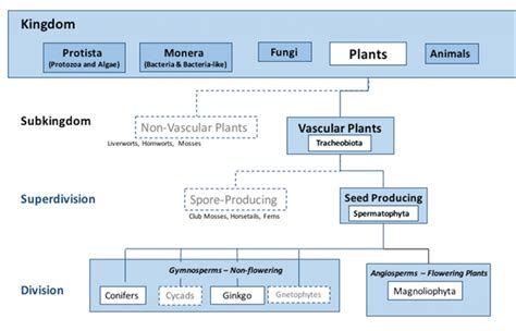 Chapter Tree Taxonomy Identification And Measurement Tree Steward Manual