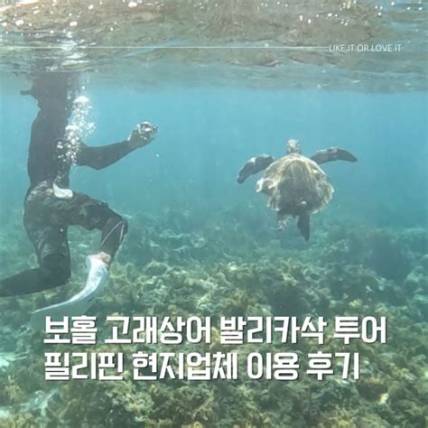 보홀 고래상어 발리카삭 투어 일정 가격 후기 현지 예약 방법 네이버 블로그