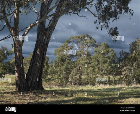 Gum Tree And Beyond Stock Photo Alamy