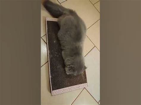 Отличный подарок маленькому другу!!😻 - YouTube