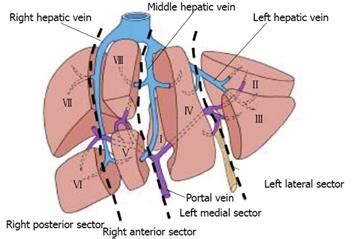 Operative Terminology And Post Operative Management Approaches Applied