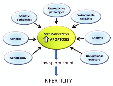 Factors Affecting Germ Cell Apoptosis In Spermatogenesis Download