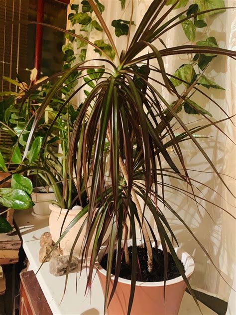 Растения на веранде Plants Garden