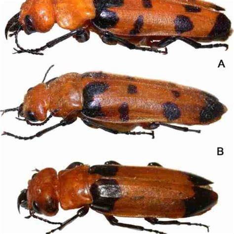 Pseudodiaptomus Koreanus Sp Nov Female Holotype A Leg 1 B Leg