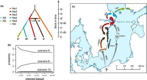 A Schematic Representation Of The Best‐supported Colonization Download Scientific Diagram