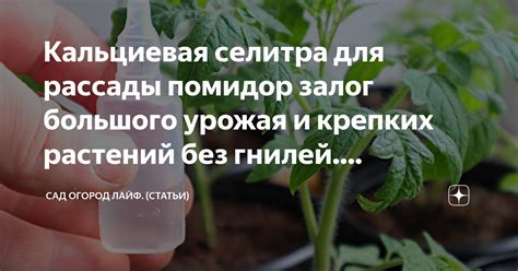 Кальциевая селитра для рассады помидор залог большого урожая и крепких ...