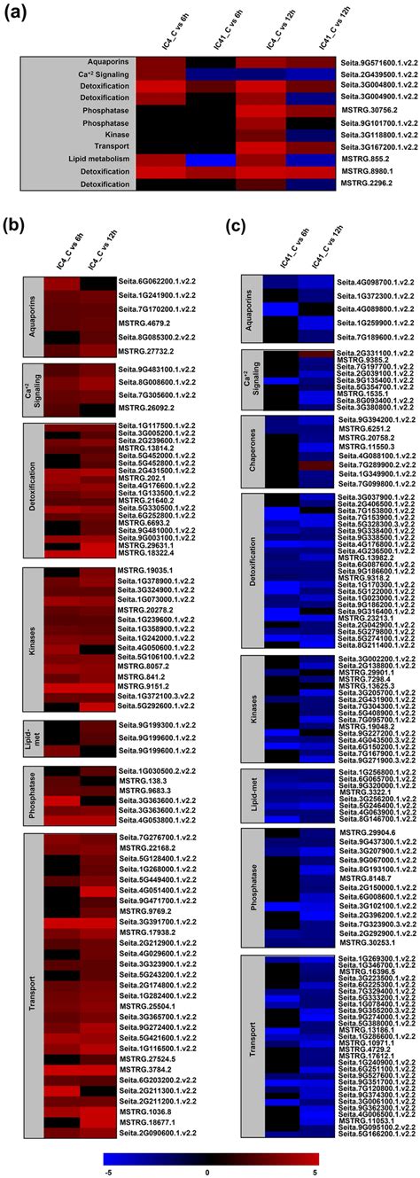 Heatmap Illustrating The Expression Pattern Of Dehydration Responsive