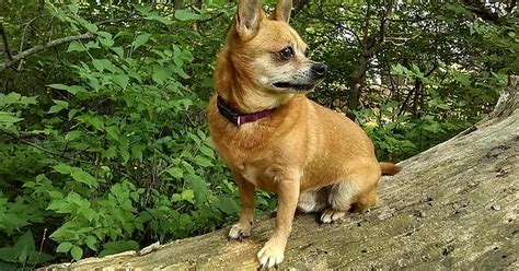 Giraffe Album On Imgur