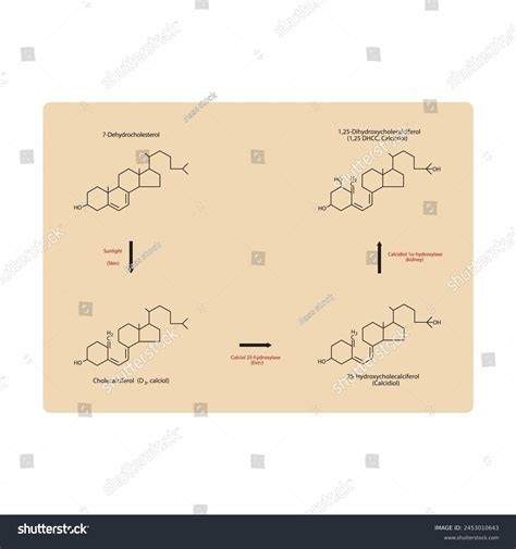 Diagram Showing Biosynthesis Active Form Vitamin Stock Vector Royalty Free 2453010643