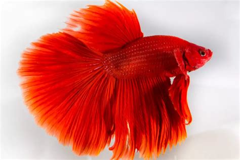 Чести грешки и проблеми при отглеждане на рибки бета Miau Bg