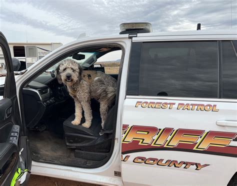 Furry Friend Tries To Join Ycso
