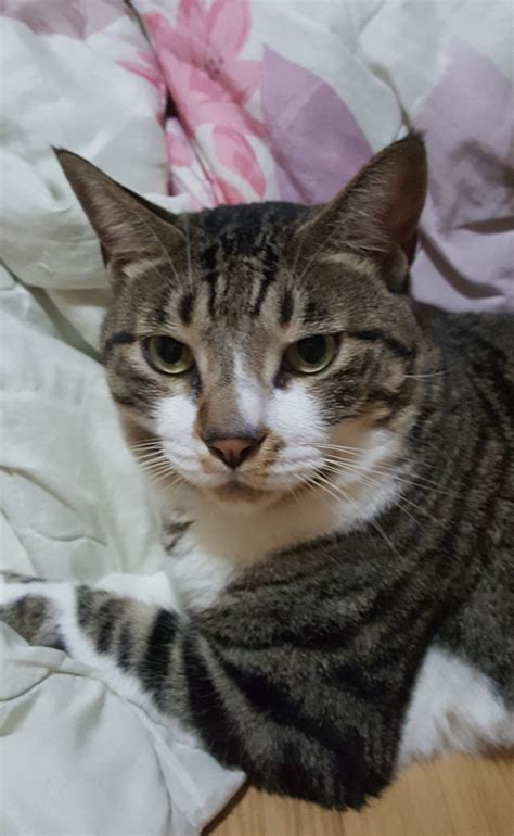 까 미 고 마 워 그 리 고 사 랑 해 ♡ 씨엘로펫