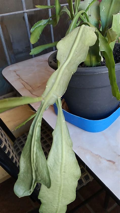 How To Treat Wilting Disease On Queen Of The Night