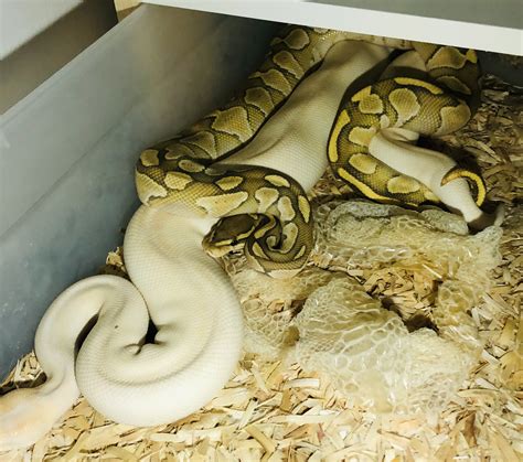 Trouble With Follicle Growth Ball Pythons Morphmarket Reptile Community