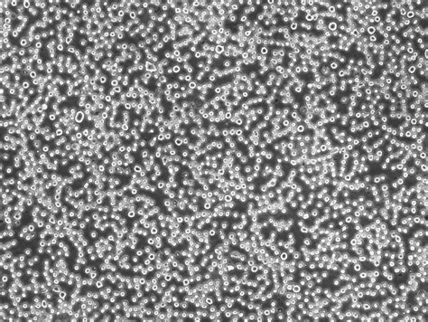 干货 Thp 1分化成巨噬细胞诱导攻略 知乎