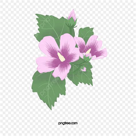 무궁화 일러스트 꽃다발 히비스커스 꽃 클립 아트 손으로 그린 히비스커스 꽃 Png 일러스트 및 Psd 이미지 무료 다운로드 Pngtree