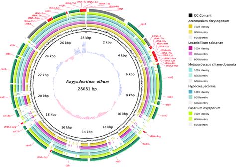 Genome Similarity Comparison Ring Constructed Using Brig Software