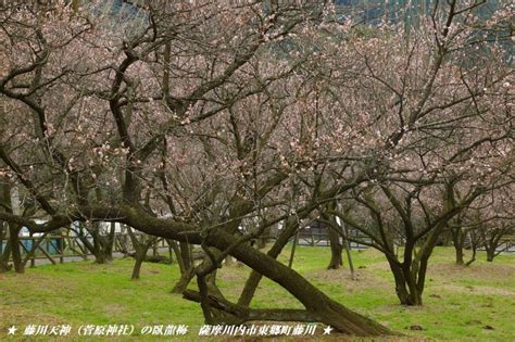hiroの部屋 藤川天神菅原神社の臥龍梅 薩摩川内市東郷町藤川