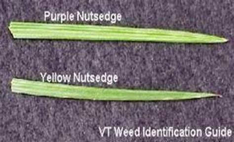Hort 4000 Weed Id Flashcards Quizlet