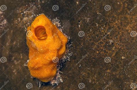 Variable Boring Sponge Stock Image Image Of Ocean Gardens 23295093