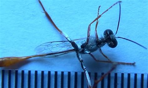 Sexing Wasps In The Genus Ammophila Spray Painted Legs Ammophila BugGuide Net