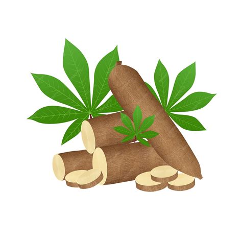 Premium Vector Cassava Tree Plant We Love Tapioca Manioc Cassava