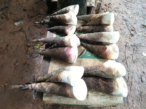 တာလေမြို့၌ ကျေးလက်နေပြည်သူများ ဒေသထွက်သဘာဝဝါးမျှစ်များ ဈေးကောင်းရောင်းချရ၍ မိသားစုဝင်ငွေရရှိ