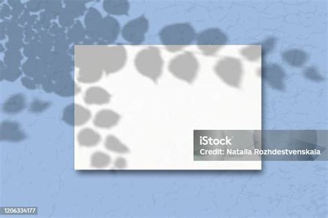 파란색 배경에 있는 흰색 종이입니다 식물 그림자의 오버레이와 모형 자연광이 들판 식물과 꽃의 그림자를 위에서 투사합니다 0명에 대한 스톡 벡터 아트 및 기타 이미지 Istock