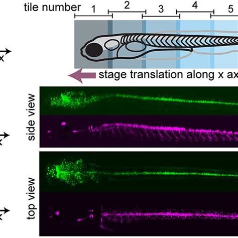 Stitching Multiple Tiles Along The Y Axis A Tile Arrangement Top Download Scientific