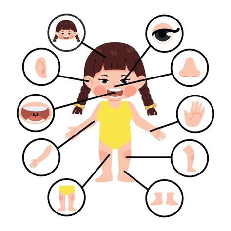 543 Cartoon Character Body Part Labeling Royalty Free Photos And Stock