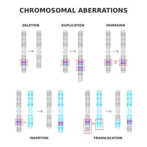 30 Chromosome Deletion Fotos De Stock Imagens E Fotos Royalty Free