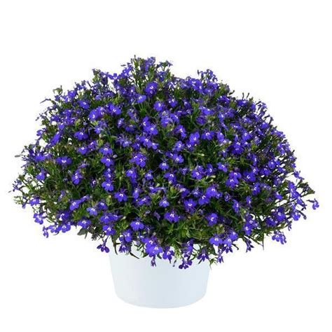 Лобелия бело-синяя от производителя. Lobelia Anabel Glow Blue Volt ...