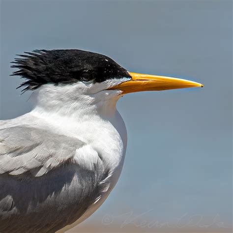 Lesser Crested Tern Birdforum
