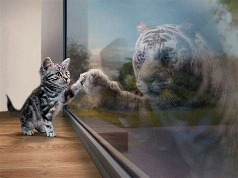 猫虎图片倒影 一半老虎一半猫的图片 猫变老虎倒影图片 第4页 大山谷图库