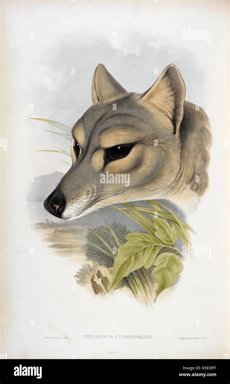 Thylacinus Cynolephalus Gould Common Name Tasmanian Wolf Also Known