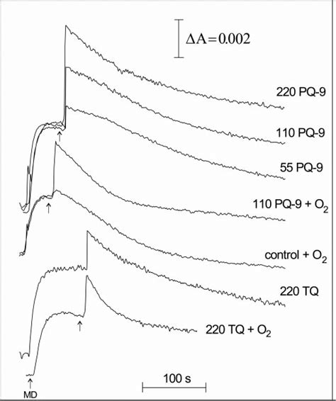 A Model Of The Electron Transport Reactions Within Psii Showing The Download Scientific Diagram