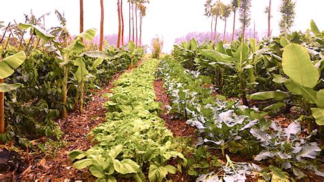 Quais São As Vantagens Do Sistema Agroflorestal De Cultivo Librain