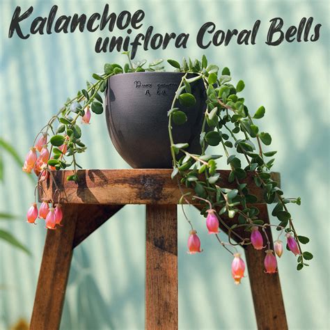 카랑코에 유니플로라 코랄벨두갸르송 고화도팡 화분선물 꽃키우기 플랜테리어 데스크테리어 카페조경