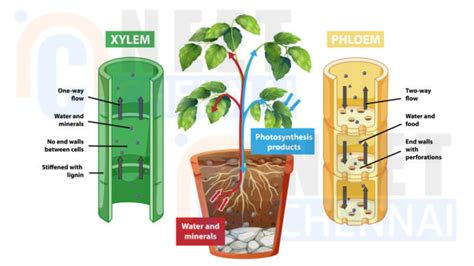 Difference Between Xylem And Phloem Neet Chennai