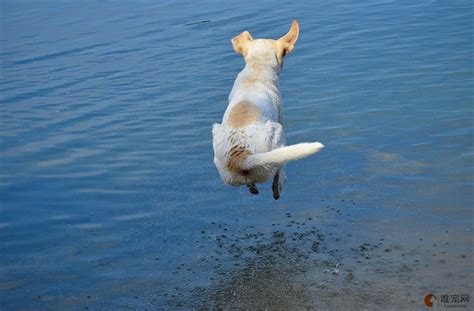 狗在水里多久会淹死 唯宠网