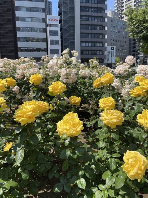 中之島バラ園